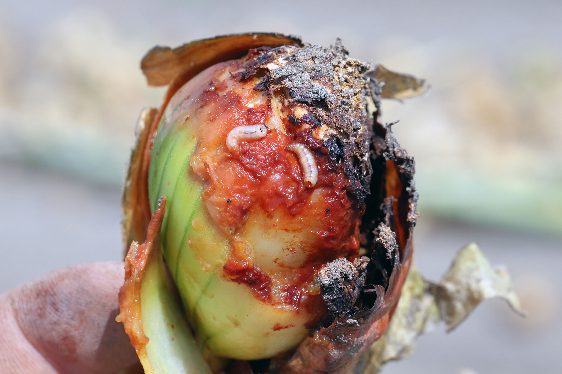 Onion fly - Biocontrol, Damage and Life Cycle