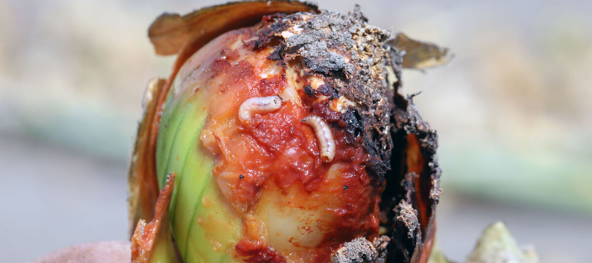 Beneficial Nematodes for Pest Control