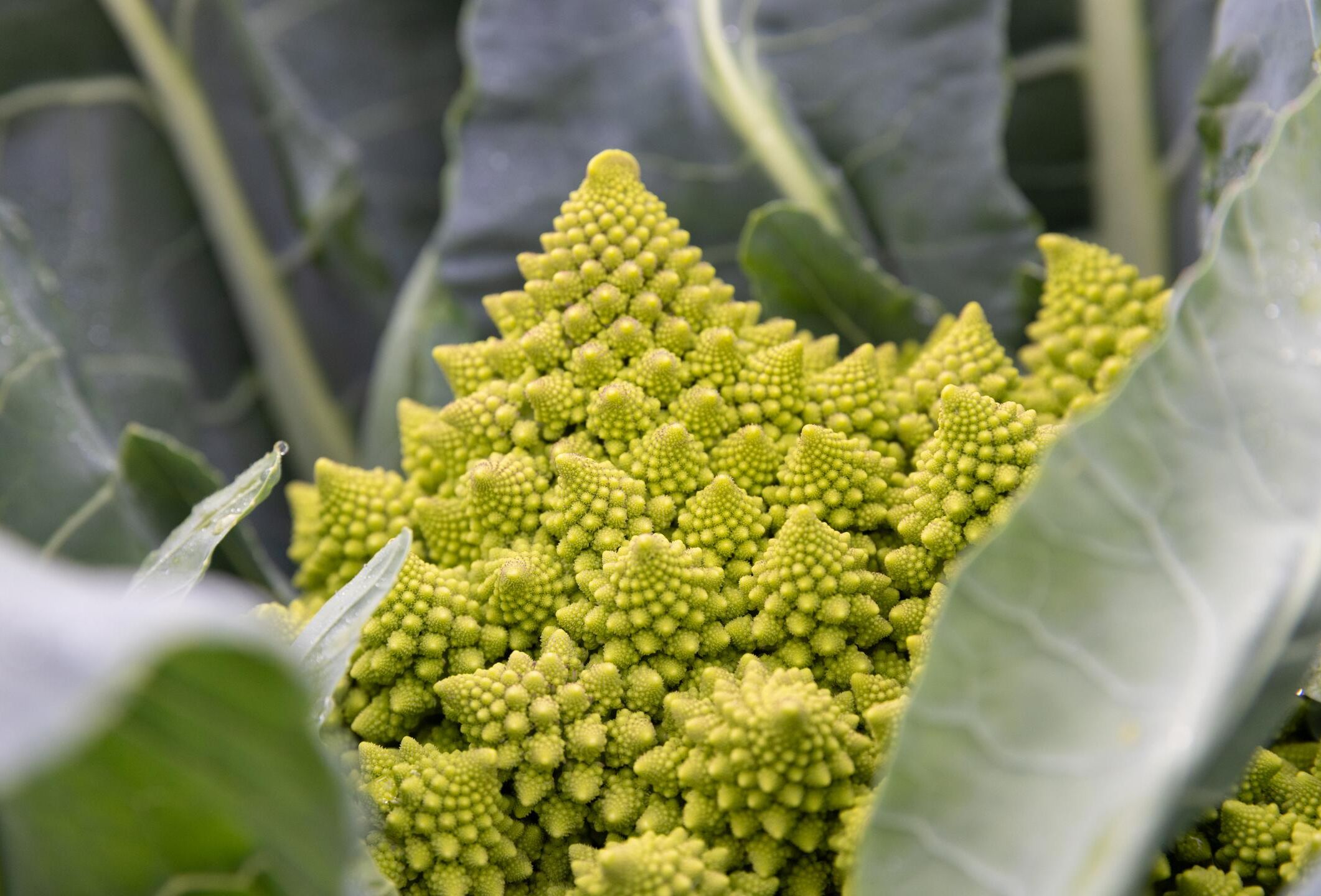 Biocontrol in agriculture: a strategy for chemical residue-free growing ...