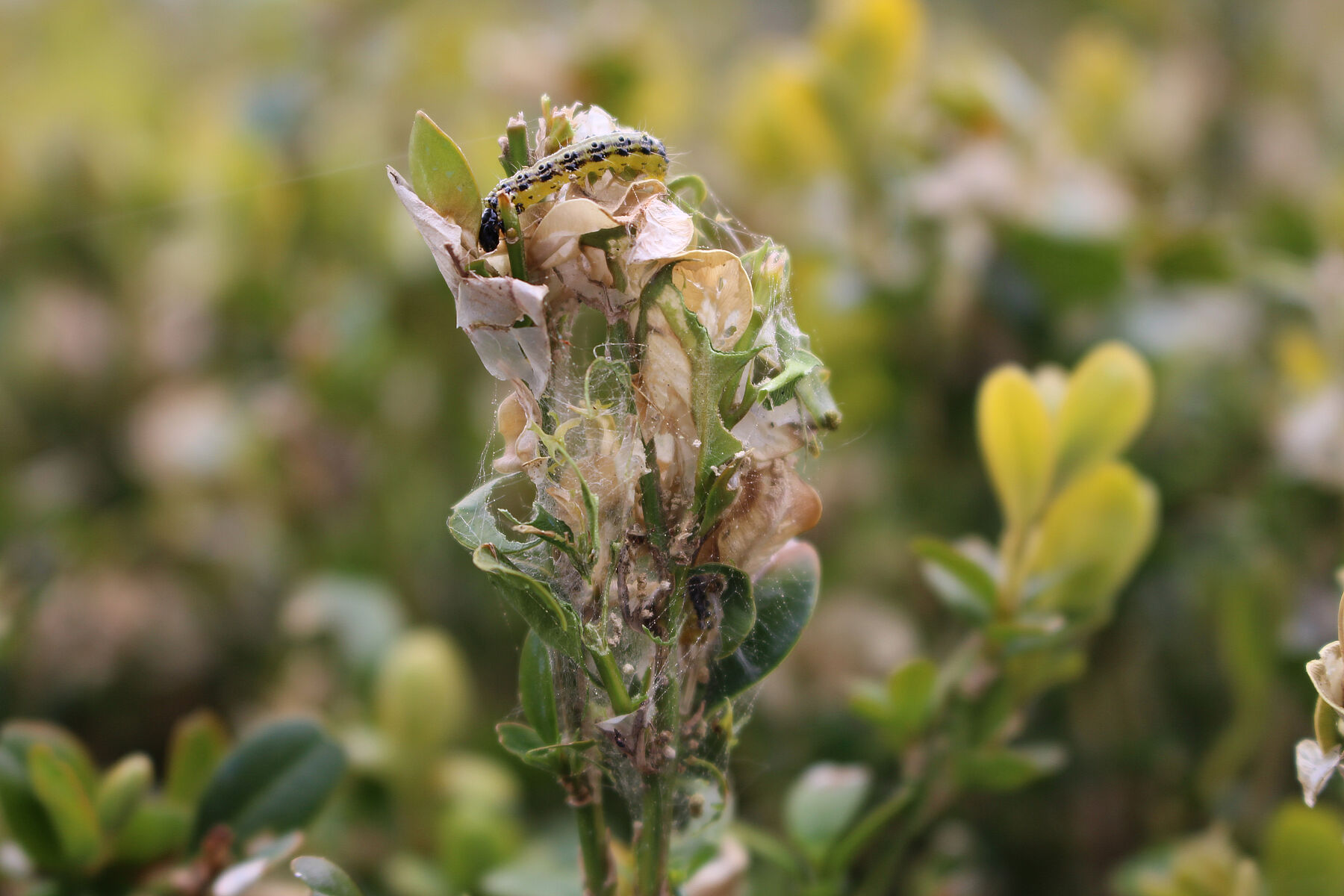 Caterpillars - Biocontrol, Damage and Life Cycle