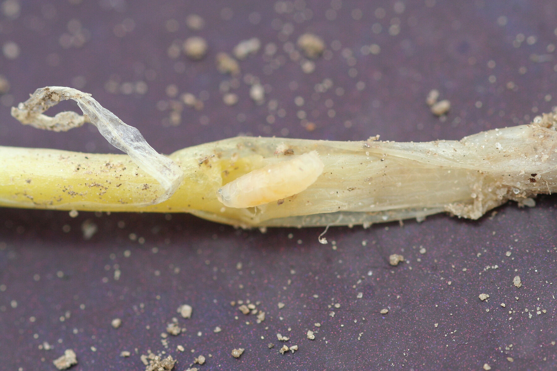 Bean Seed Fly (Delia platura) - Biocontrol, Damage and Identification