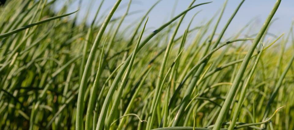 How beneficial nematodes control onion fly | Koppert Global