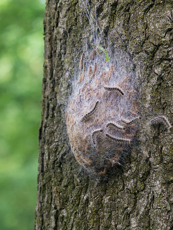 Municipality Doetinchem: Entonem nematodes managing oak processionary ...