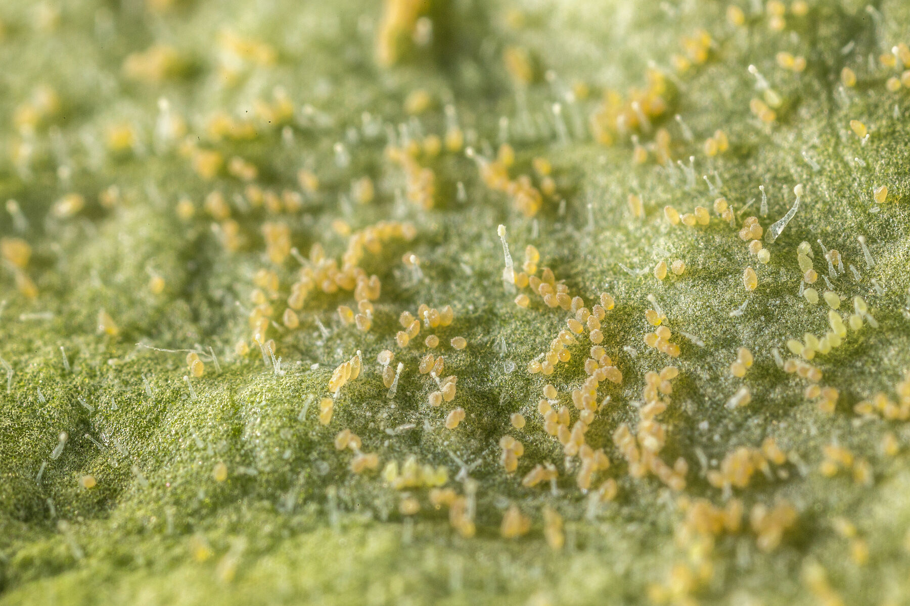 A step-by-step guide to whitefly control | Koppert Global
