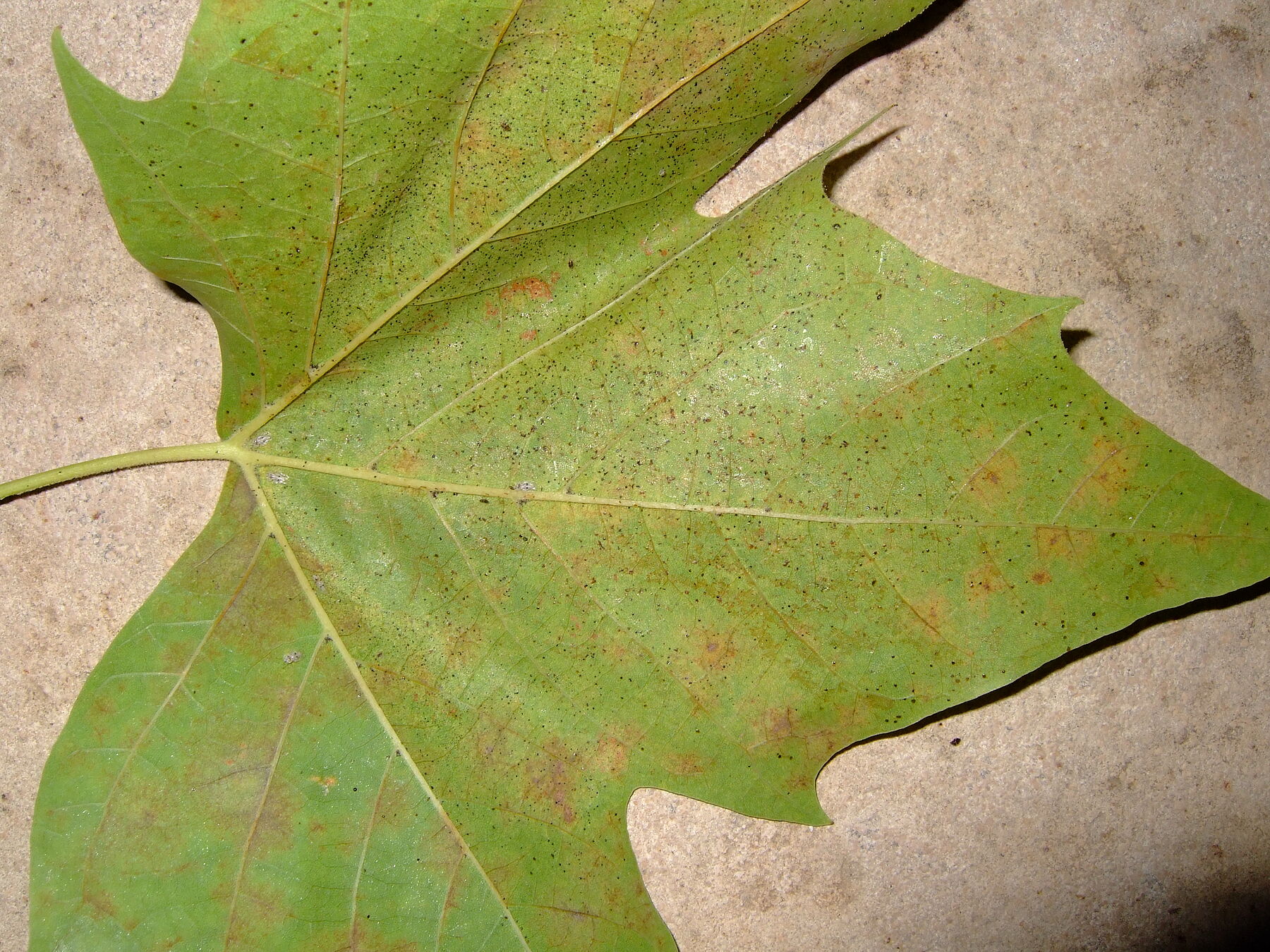 Sycamore lace bug - Biocontrol, Damage and Life Cycle
