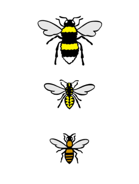 Bumblebee Insect Sting