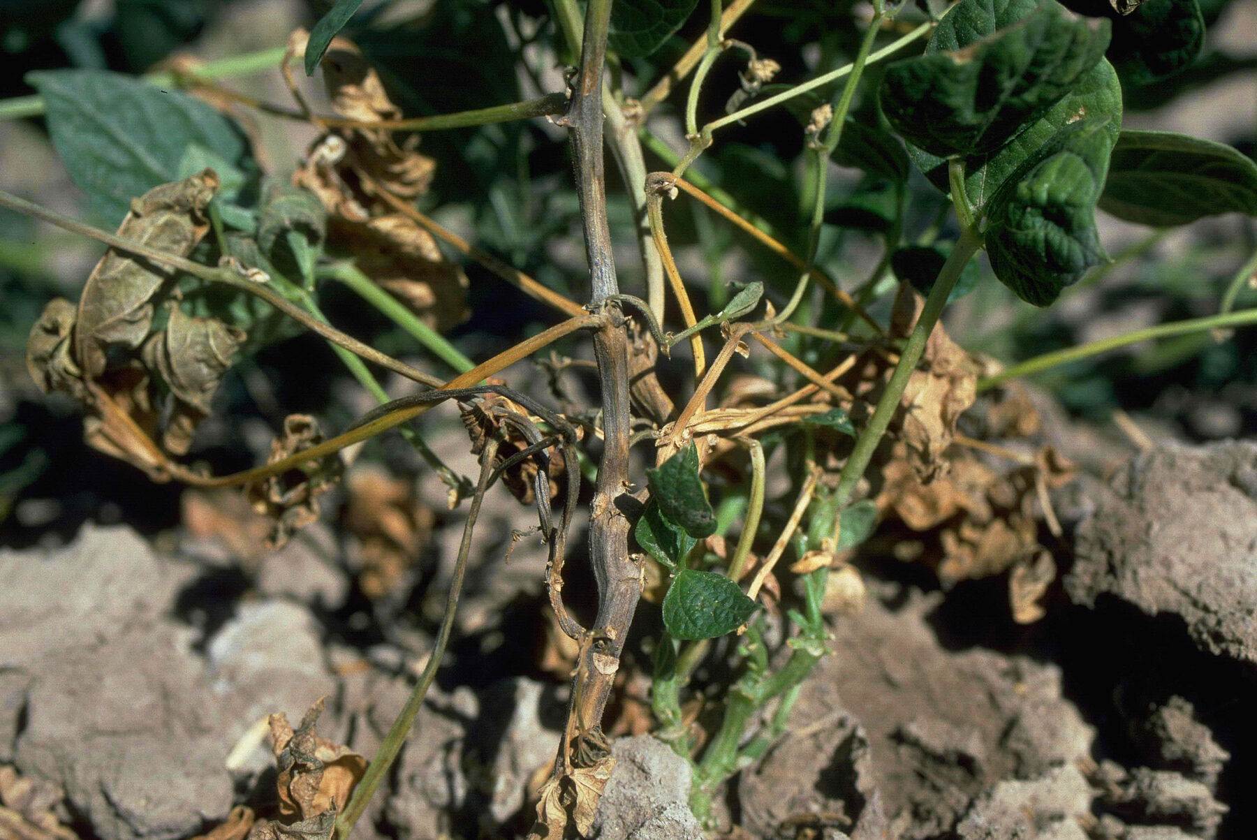 Charcoal rot - Prevention, Control and Damage