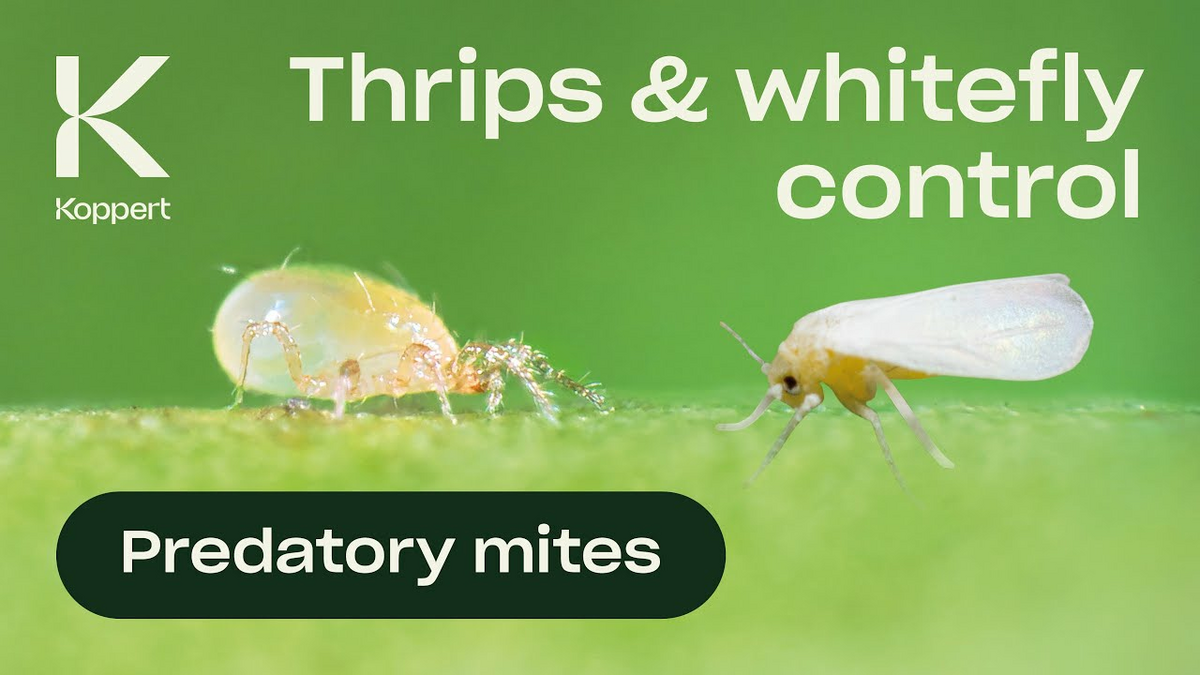Limonica | Control Thrips and Whitefly | Predatory Mites (Amblydromalus ...