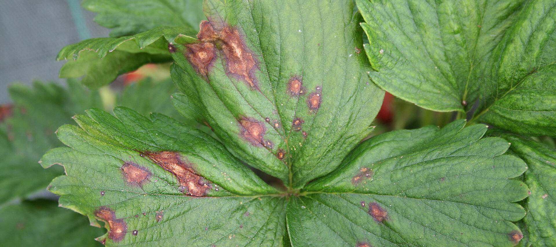 Leaf spot of strawberry - Prevention, Control and Damage