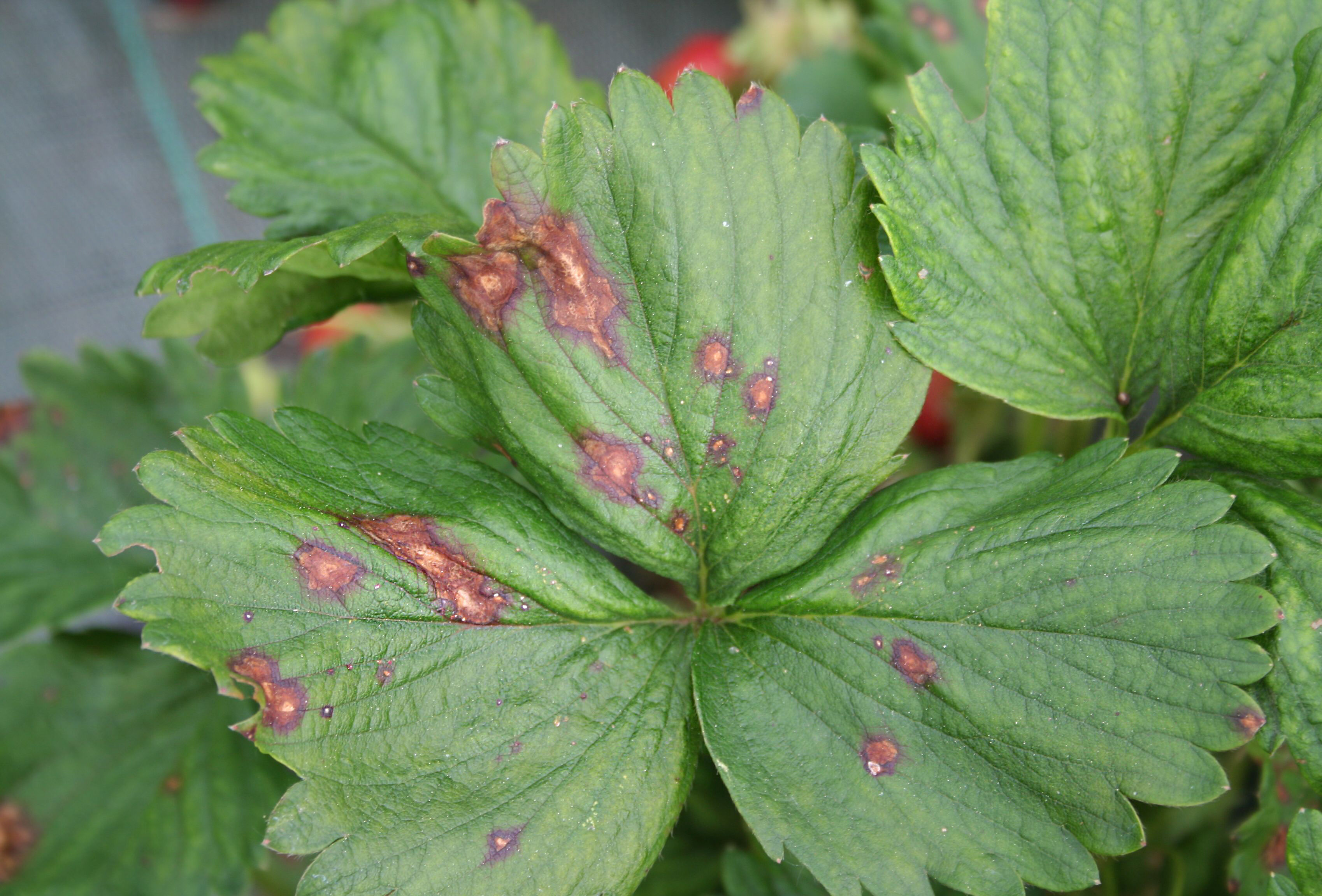 Leaf spot of strawberry - Prevention, Control and Damage