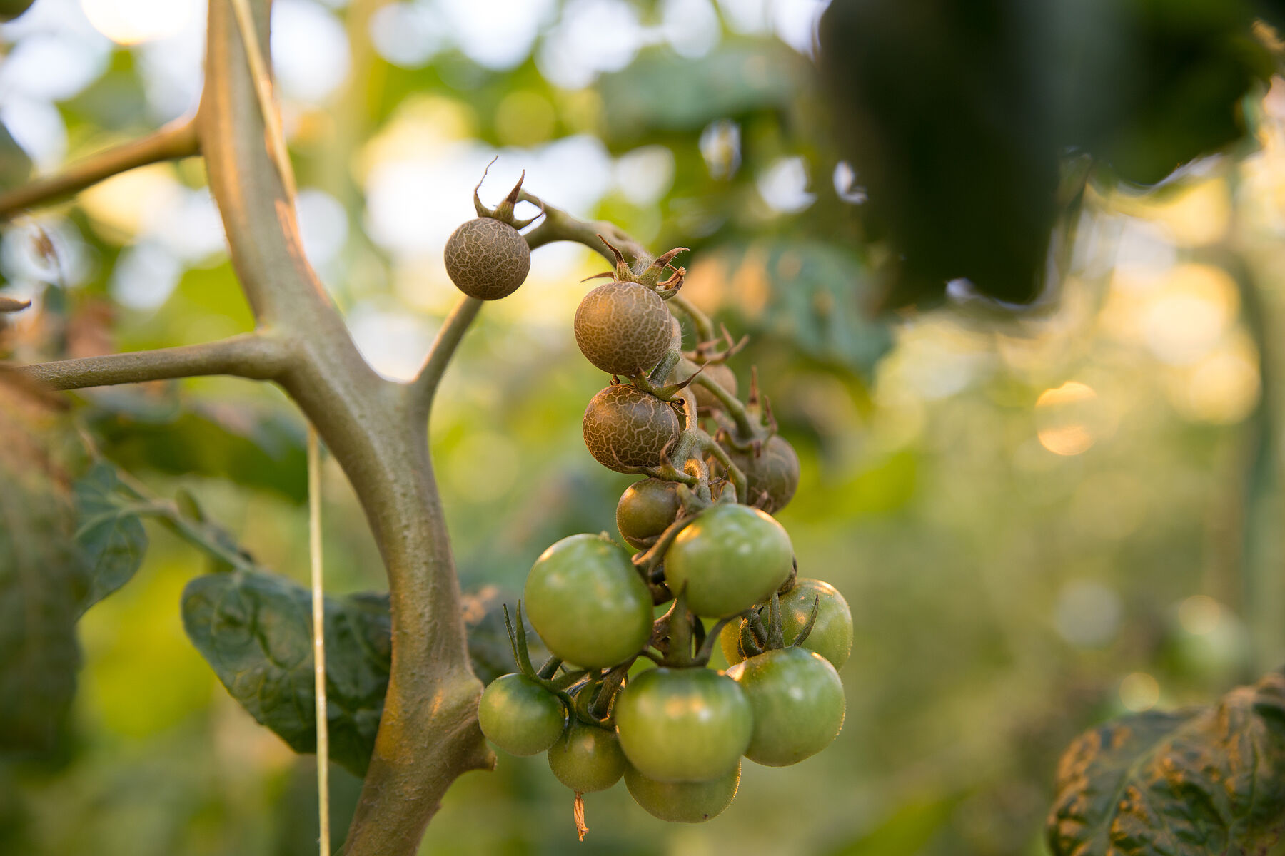 Tomato russet mite - Biocontrol, Damage and Life Cycle