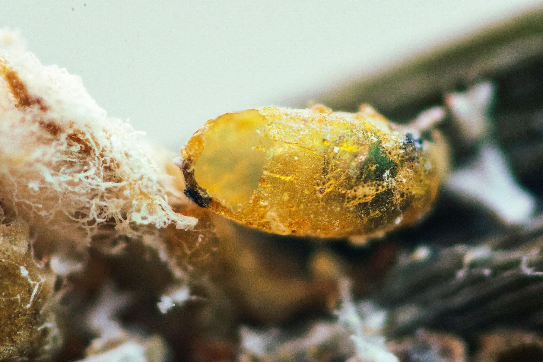 Anagyrus vladimiri (Parasitic Wasp): Biological Control of Mealybugs