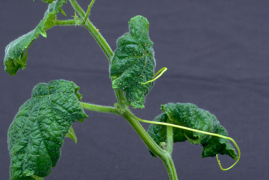 do aphids harm plants