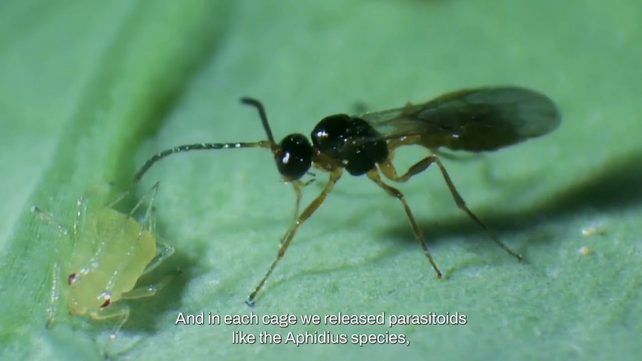 Green peach aphid - Biocontrol, Damage and Life Cycle