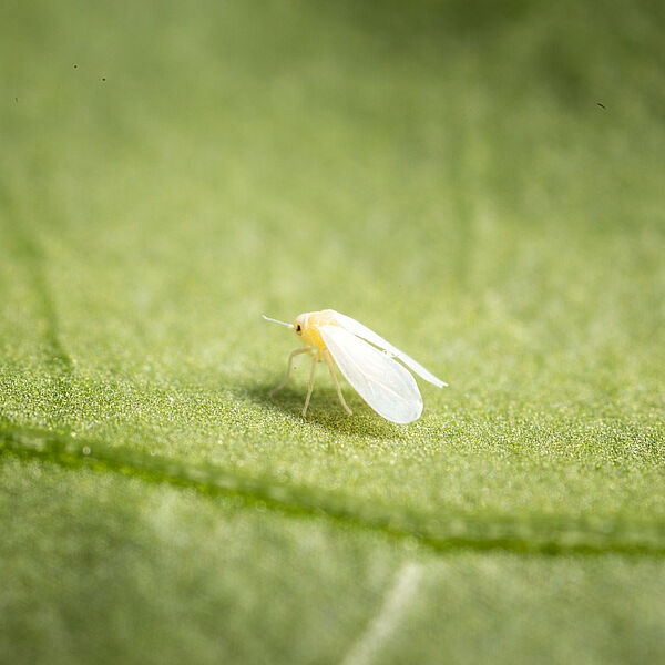 Effective Whitefly Control Using Parasitic Wasps - Commercial Growers