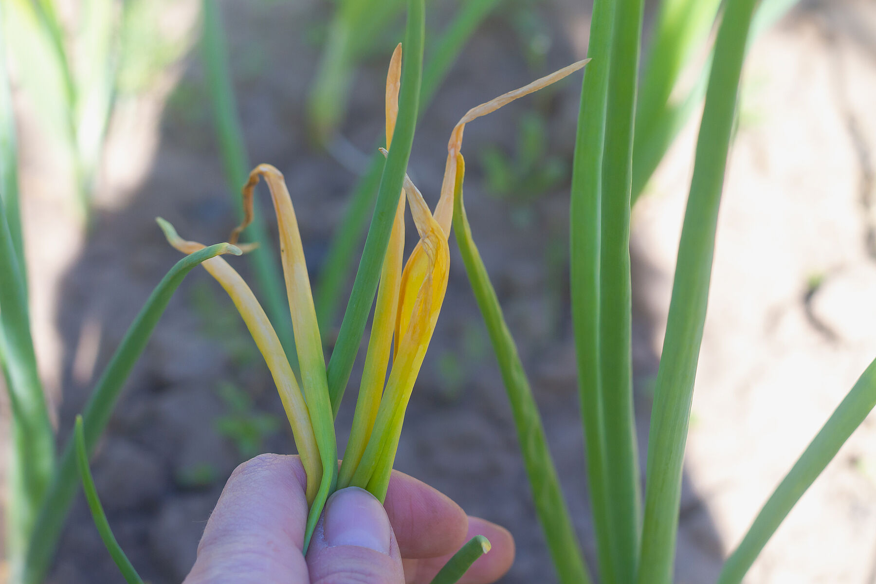 Onion fly - Biocontrol, Damage and Life Cycle
