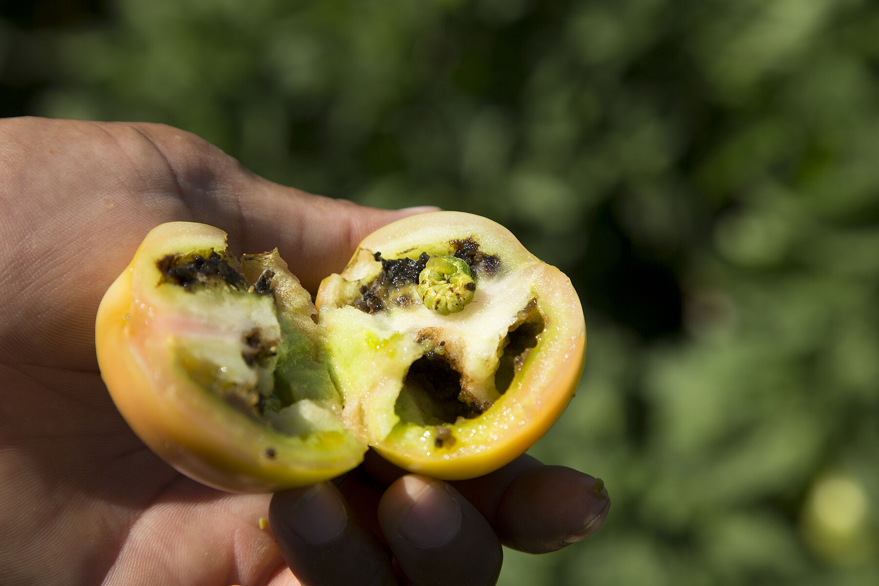 Cotton bollworm - Biocontrol, Damage and Life Cycle