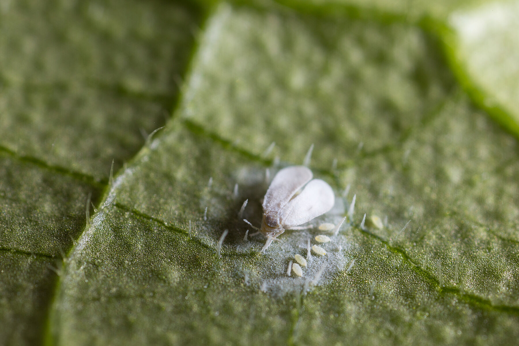 Whitefly - Biocontrol, Damage and Life Cycle