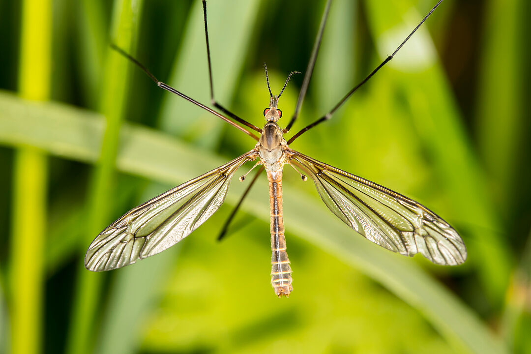crane fly use