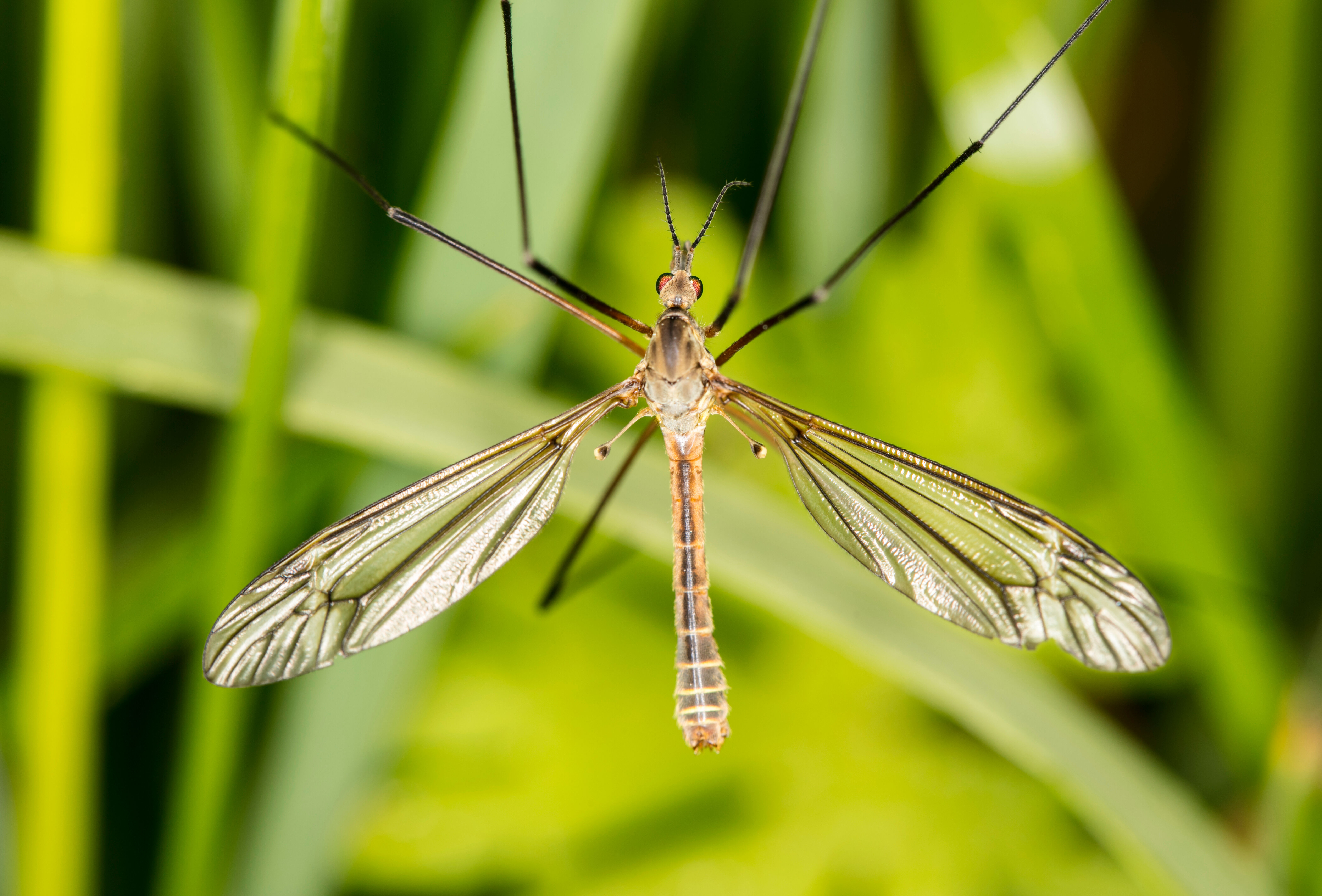Crane Fly Life Cycle Crane Flies Biocontrol Damage And Life Cycle Crane Fly Life Cycle Crane Flies Biocontrol Damage And Life Cycle