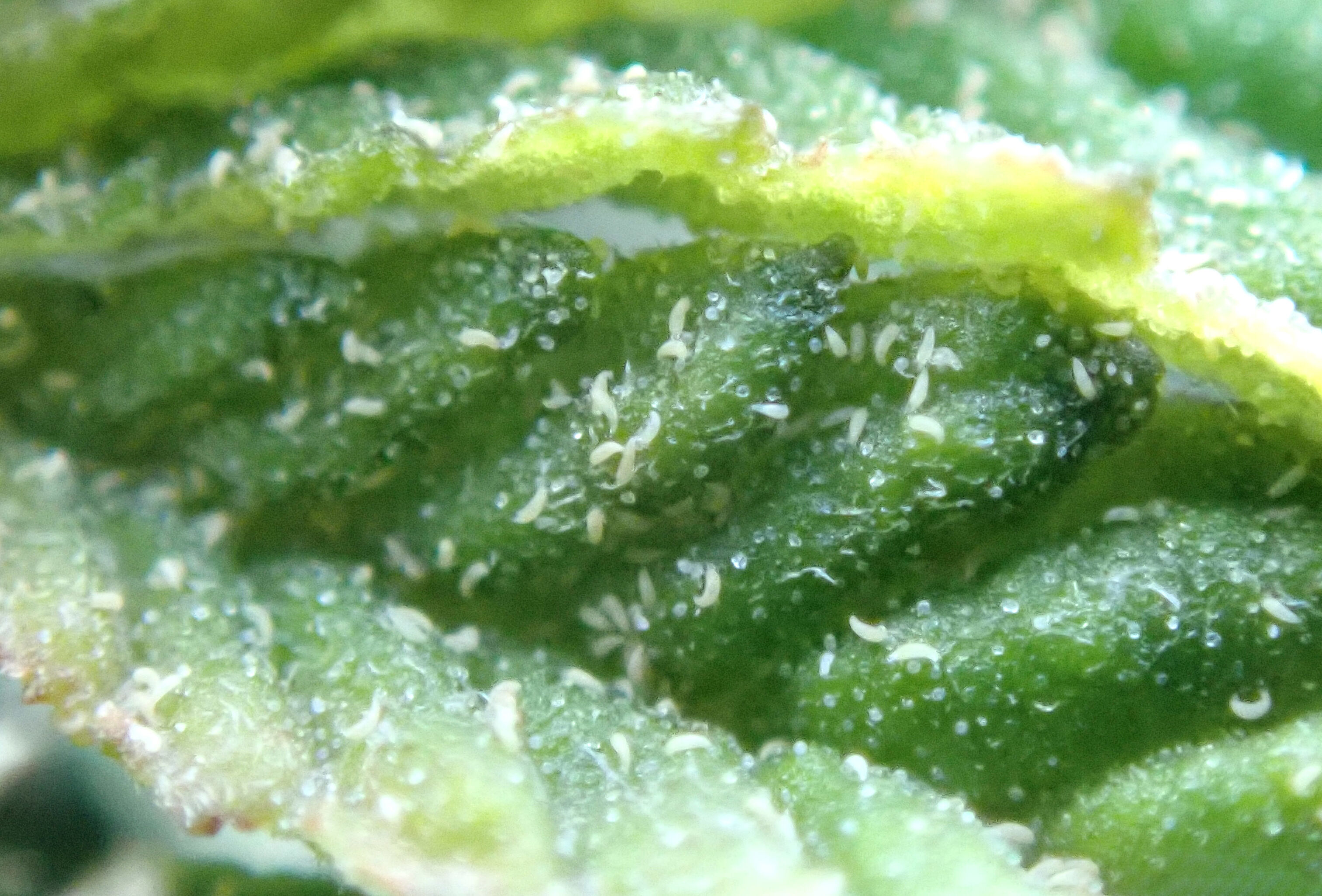Hemp russet mite - Biocontrol, Damage and Life Cycle