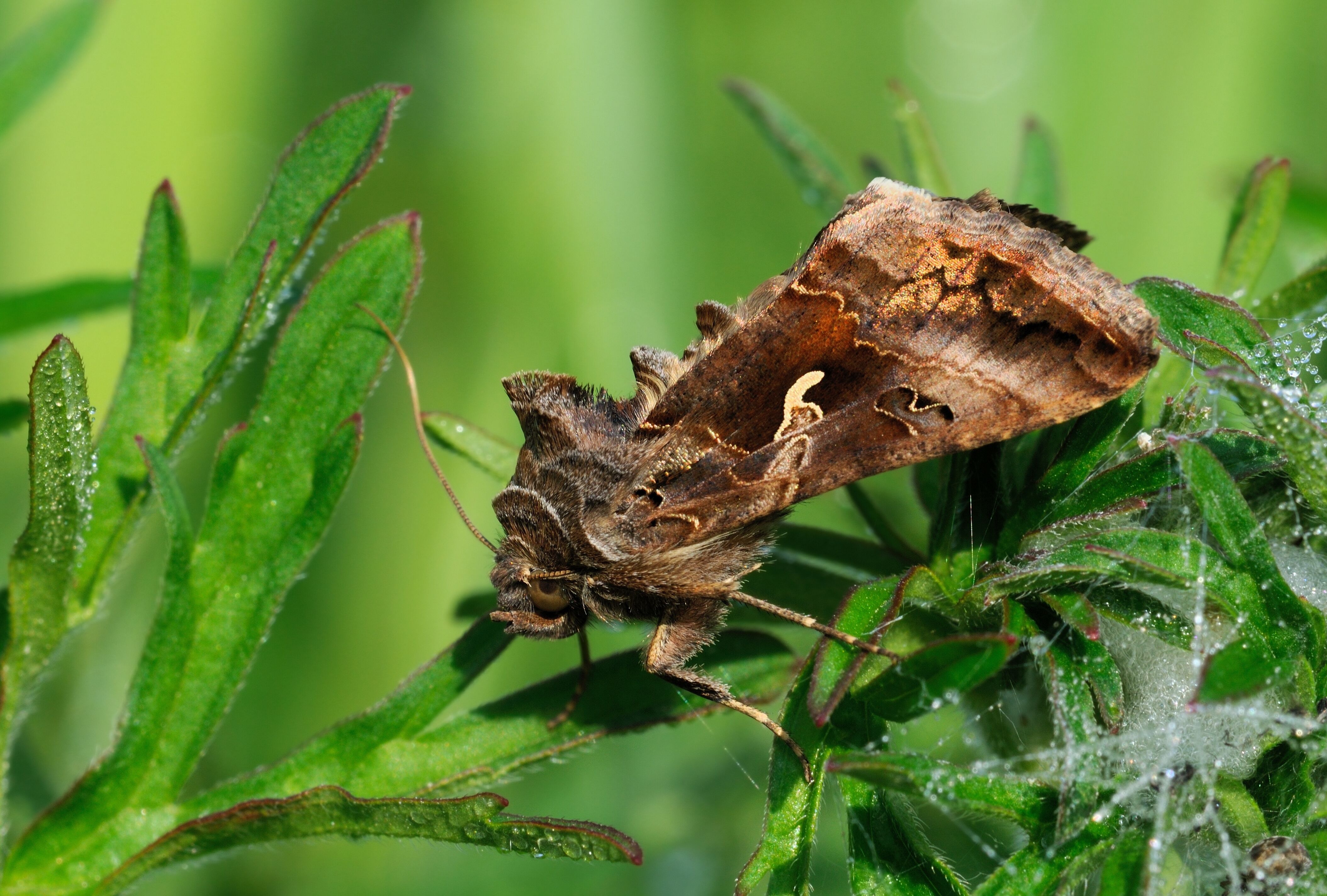 Silver-Y moth - Biocontrol, Damage and Life Cycle