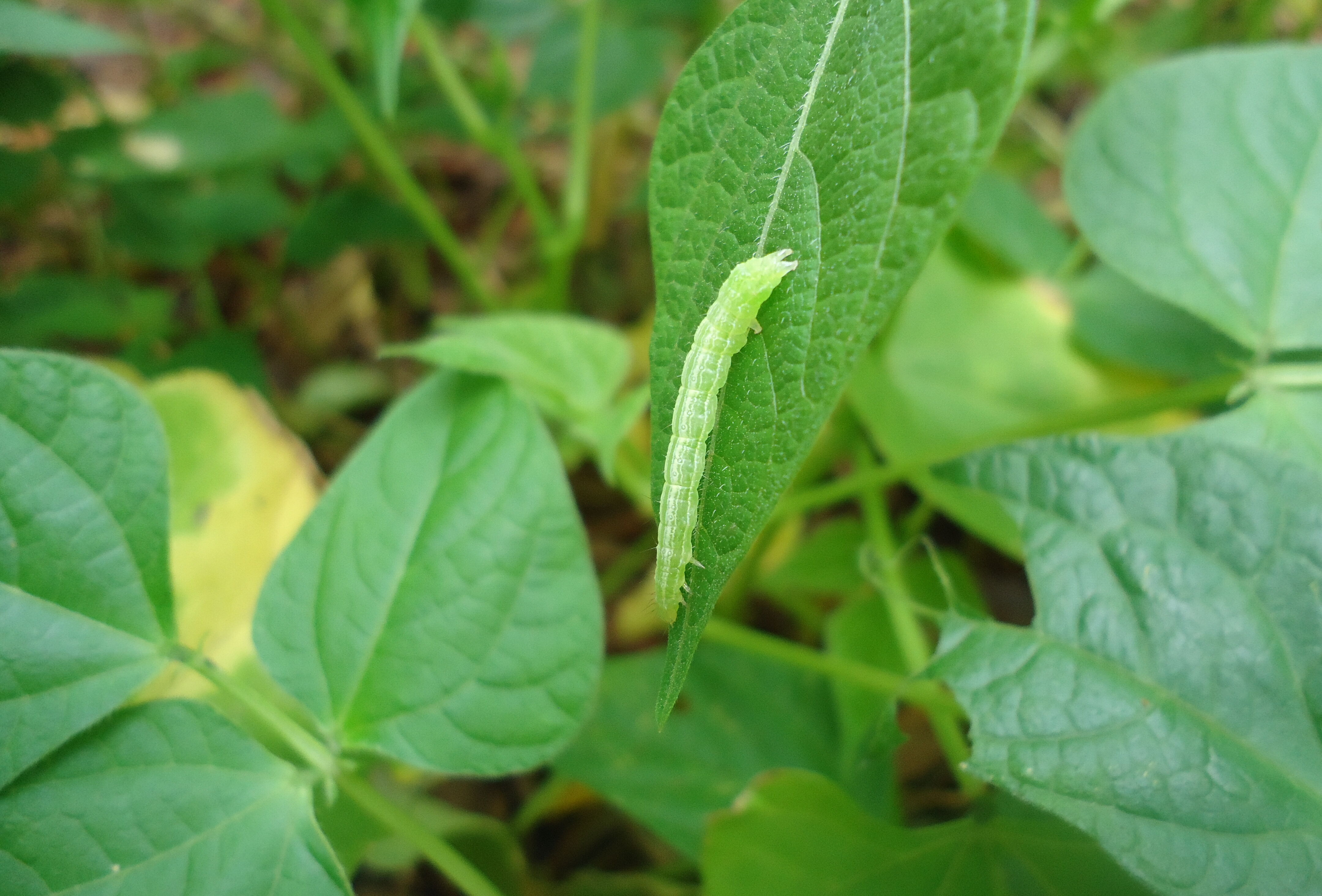 Soybean looper - Biocontrol, Damage and Life Cycle