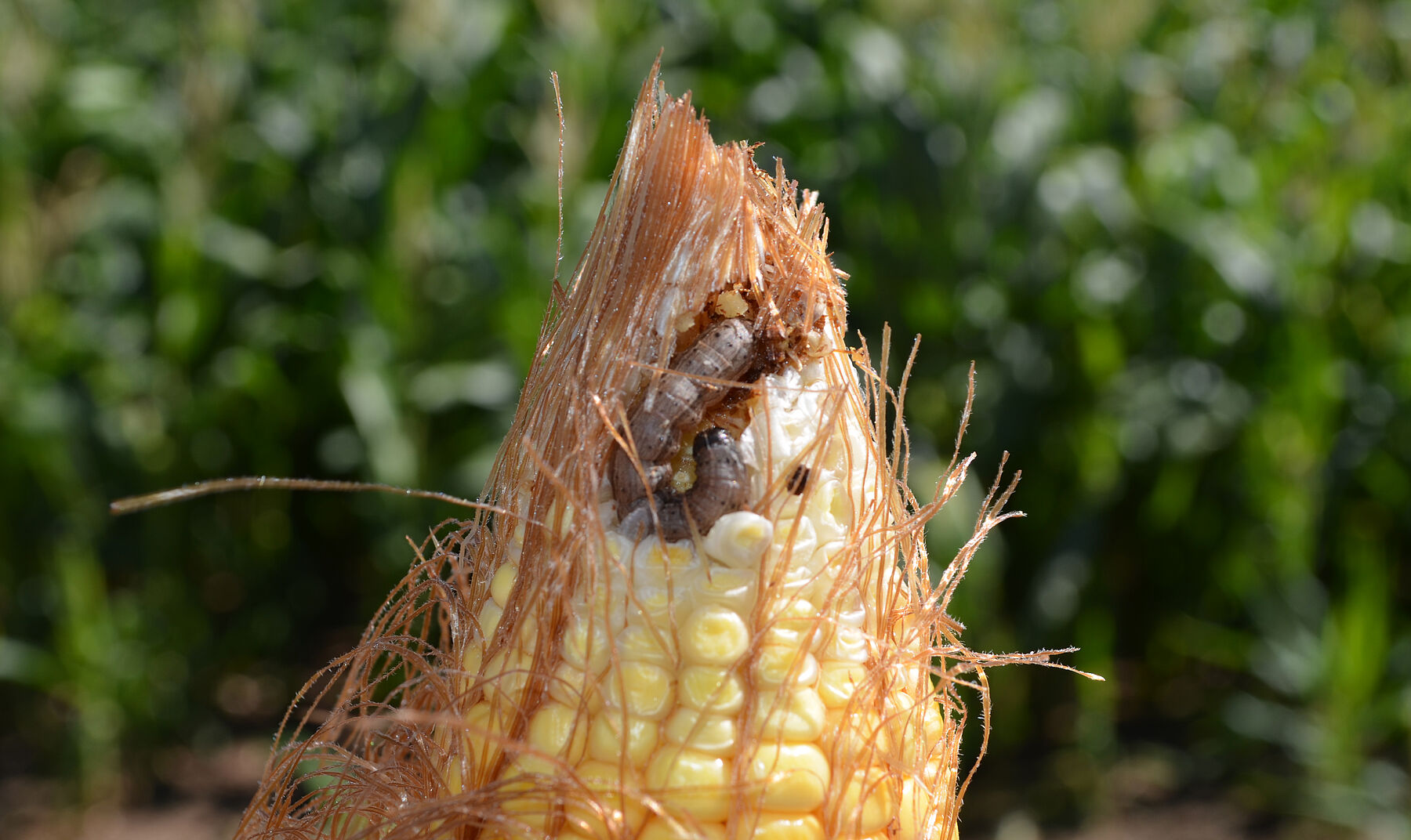Cotton bollworm - Biocontrol, Damage and Life Cycle