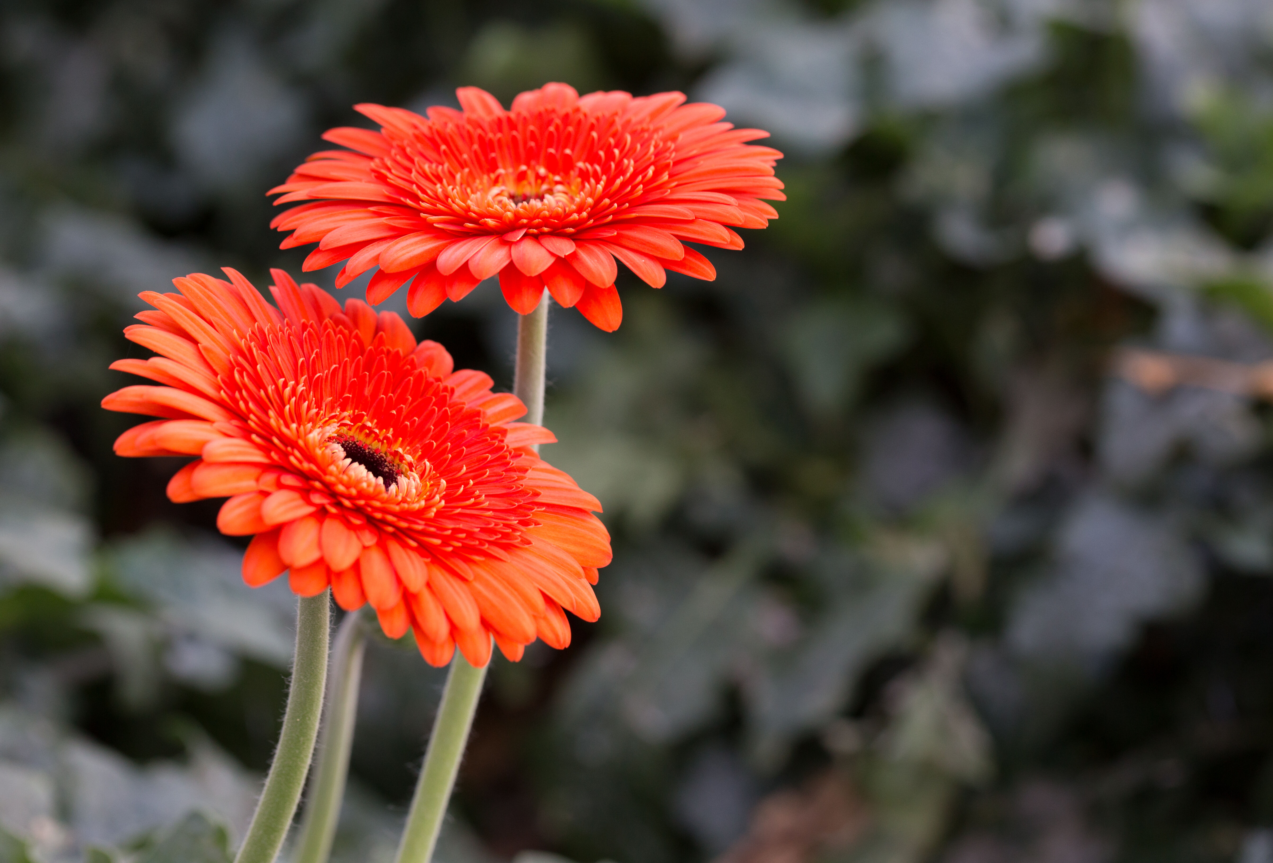 Gerbera | Koppert Global