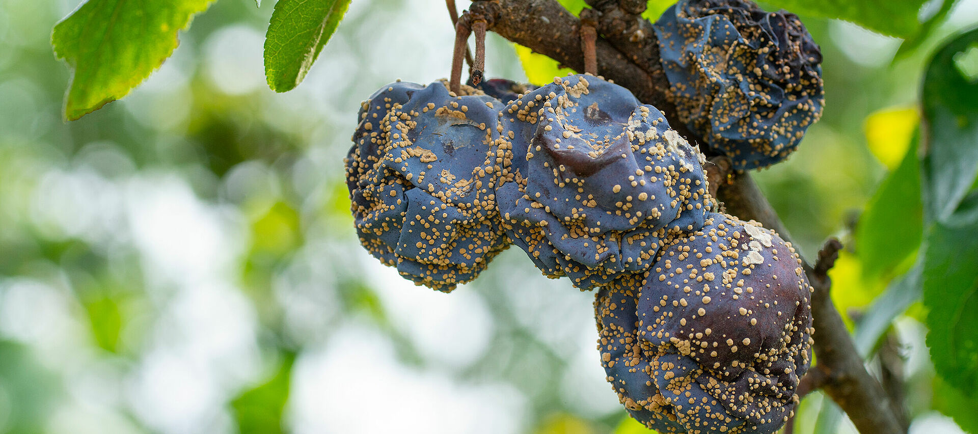 Monilinia or brown rot of fruit - Prevention, Control and Damage