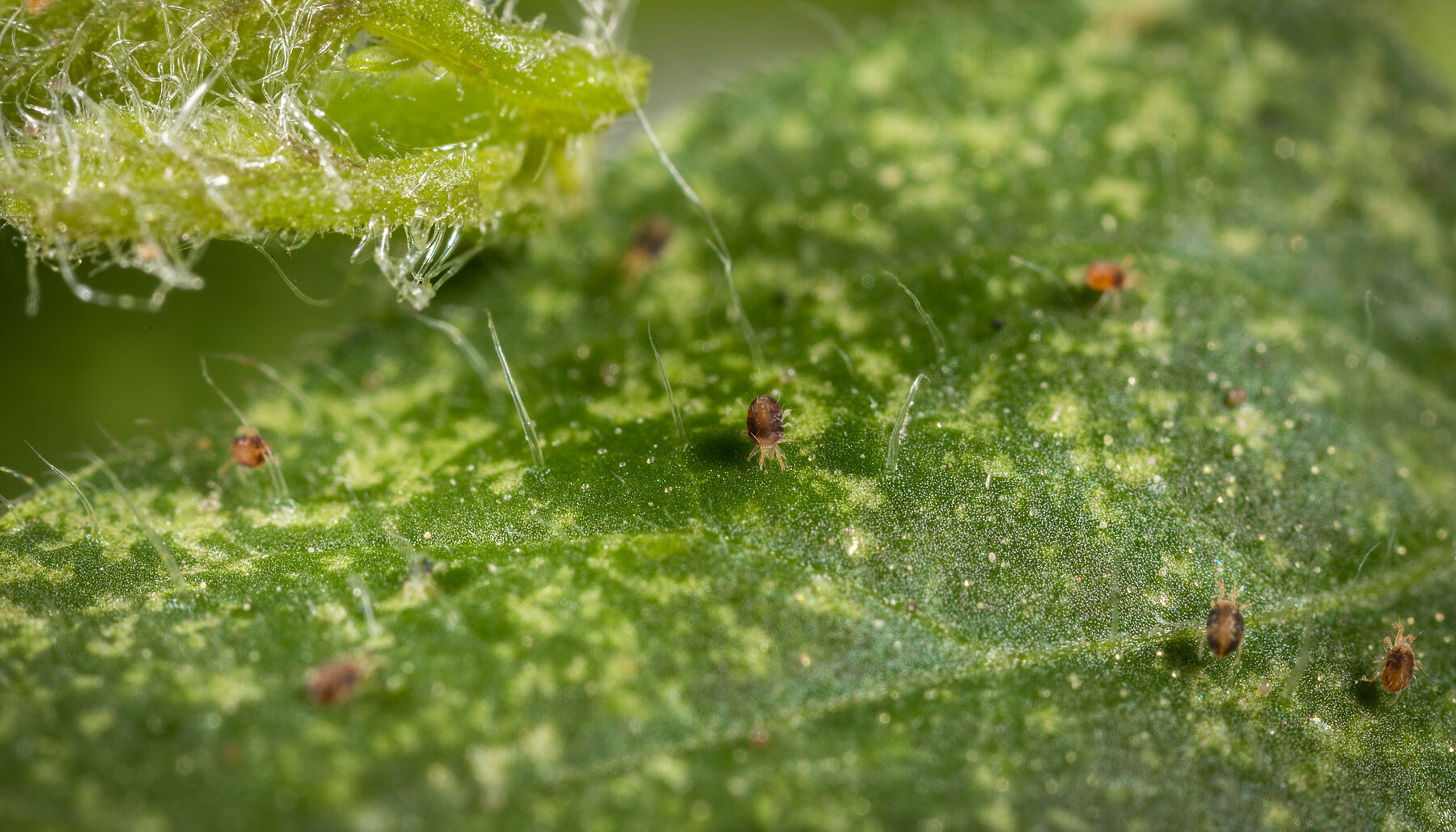 Spider Mite Control: The Essential Guide | Koppert Global