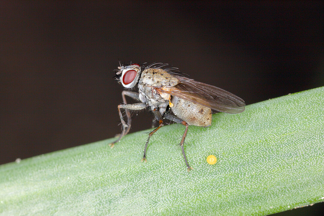 onion root fly