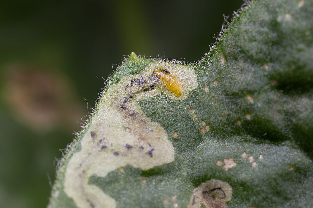 cherry tree leaf miner