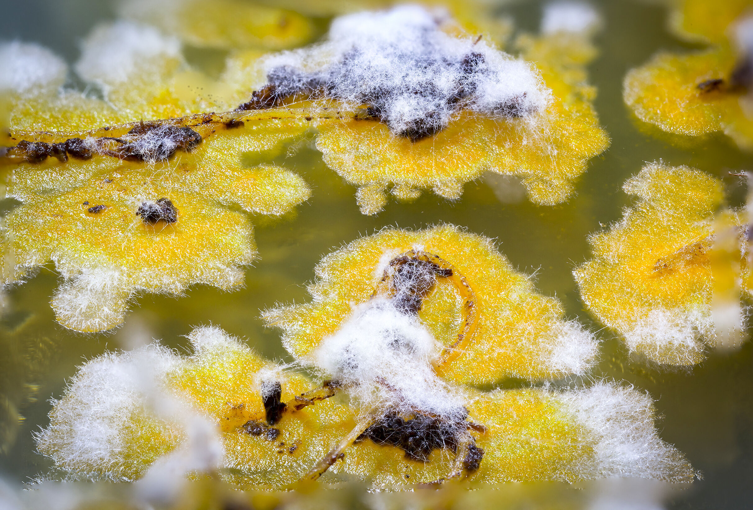 Trianum: Not a picky fungus | Koppert Global