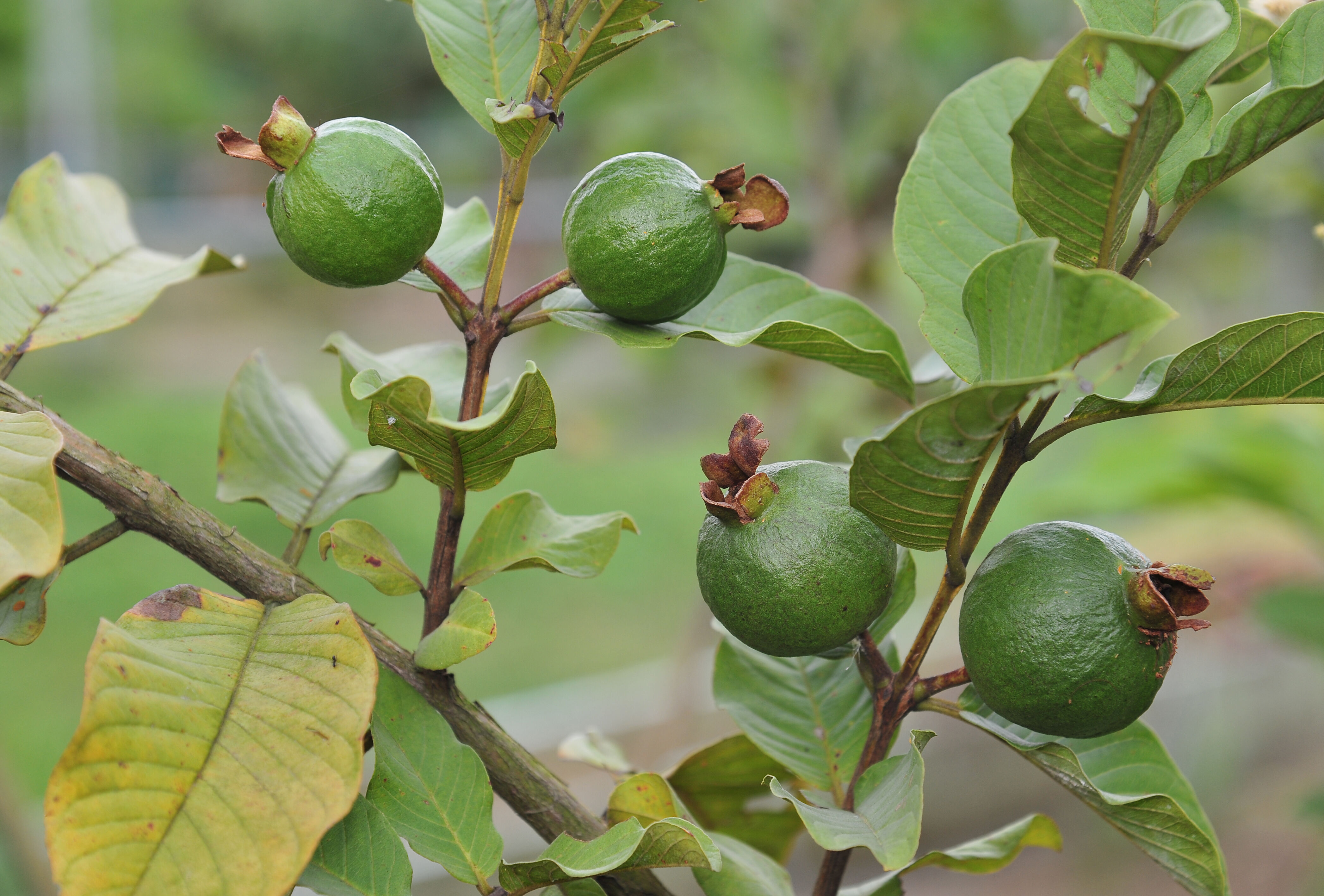 Guava | Koppert Global