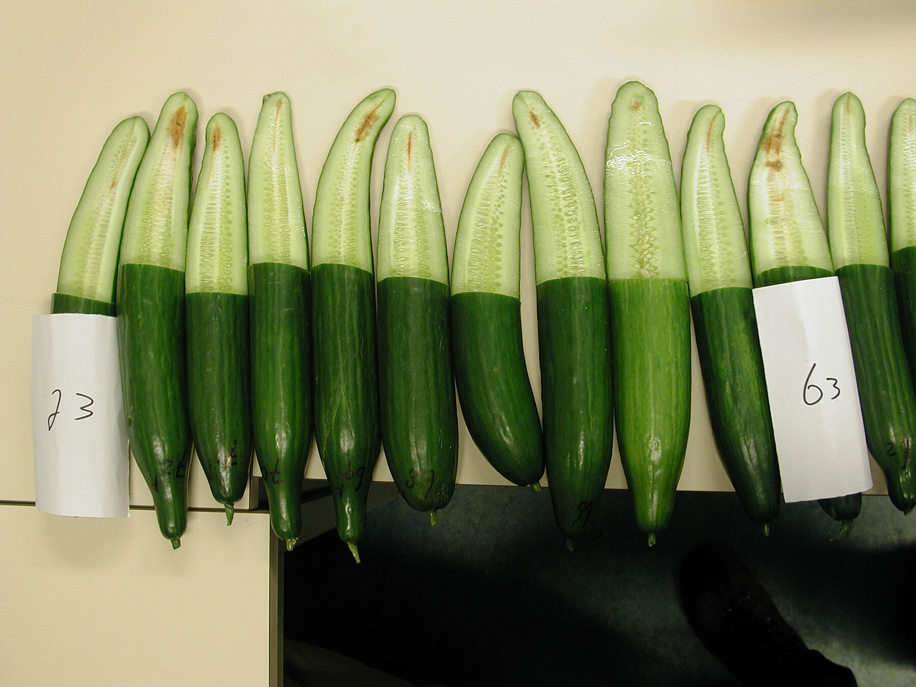 Gummy stem blight - Prevention, Control and Damage