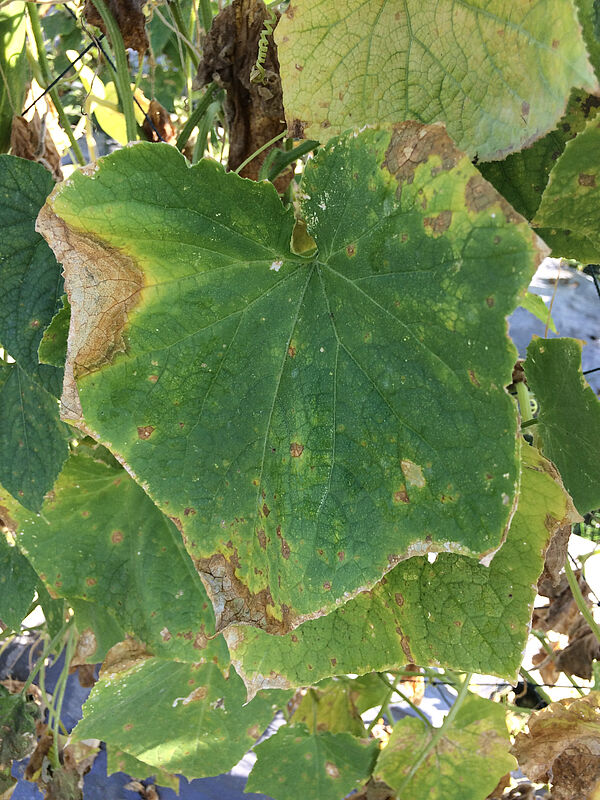 cucumber leaf blight