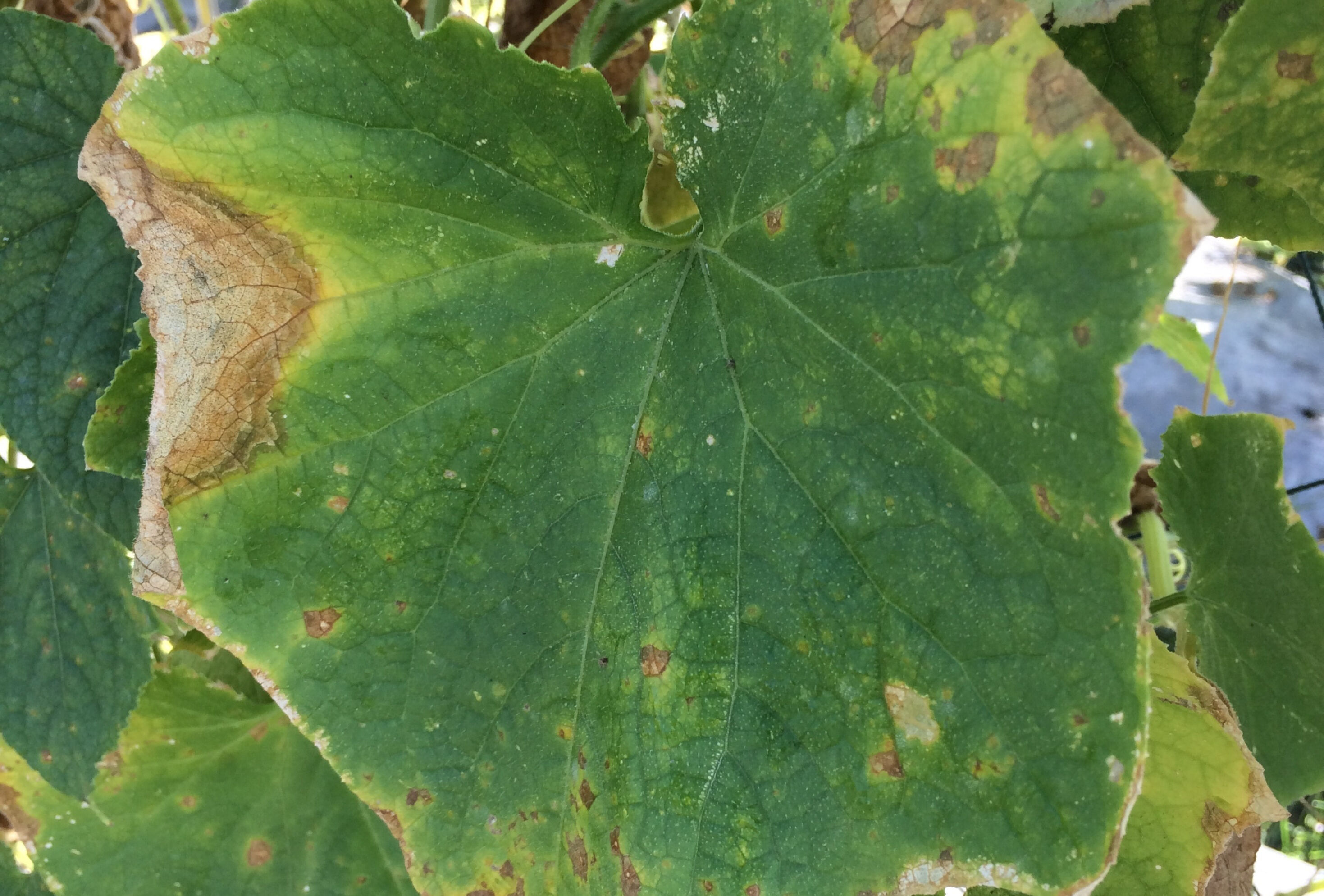 Gummy stem blight - Prevention, Control and Damage