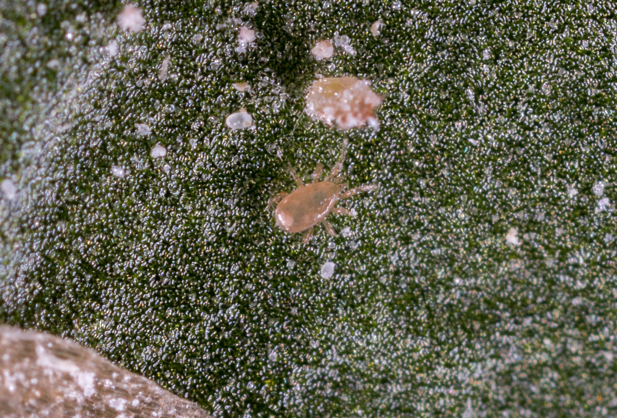 Thripex-V | Thrips Control | Predatory Mites (Neoseiulus cucumeris)