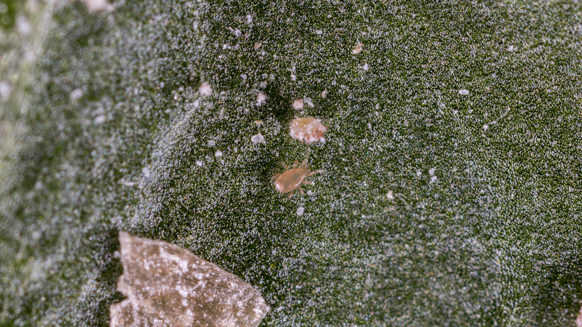 Thripex-Plus | Thrips Control | Predatory Mites (Neoseiulus cucumeris)