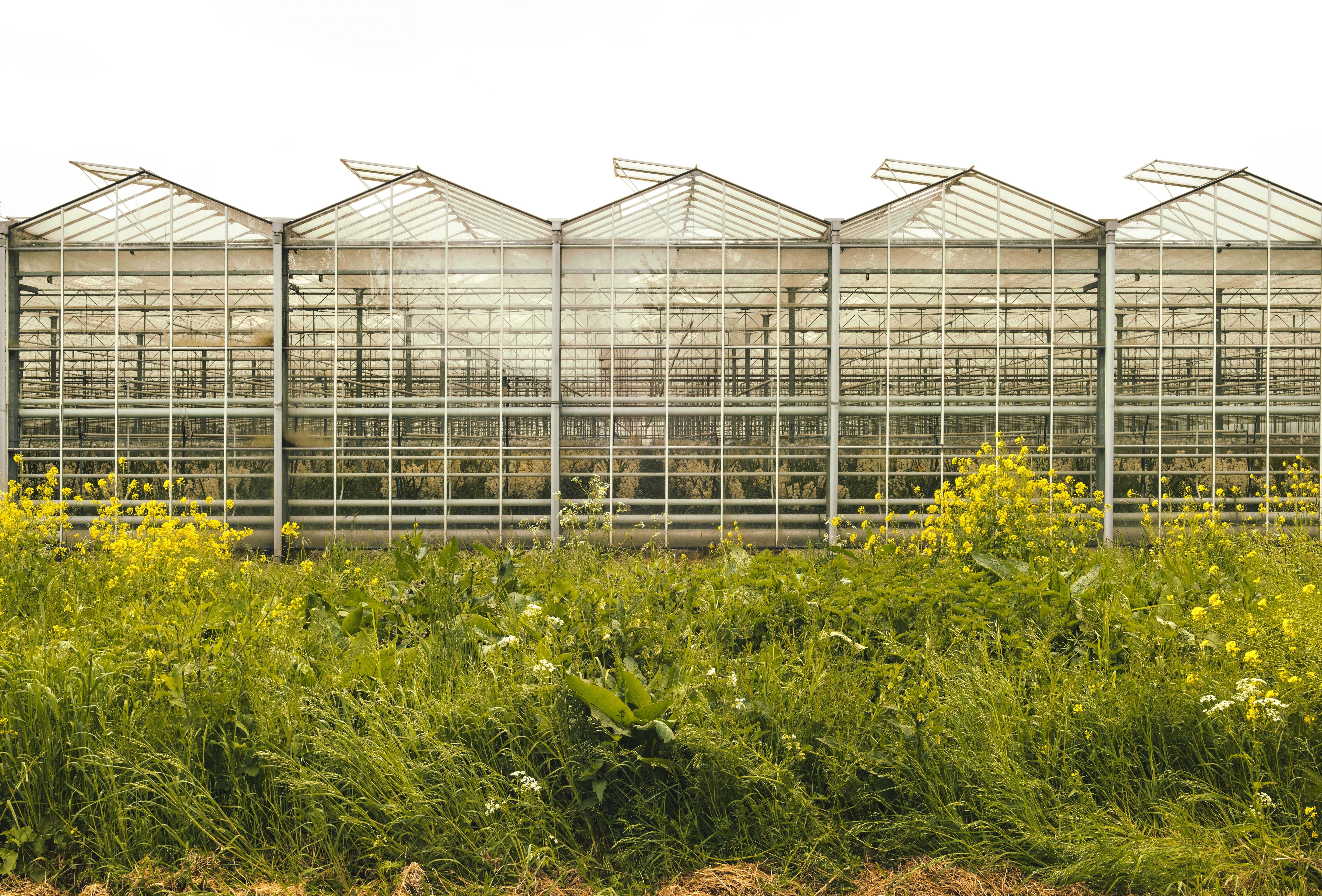 Biodiversity counts at Koppert | Koppert Global