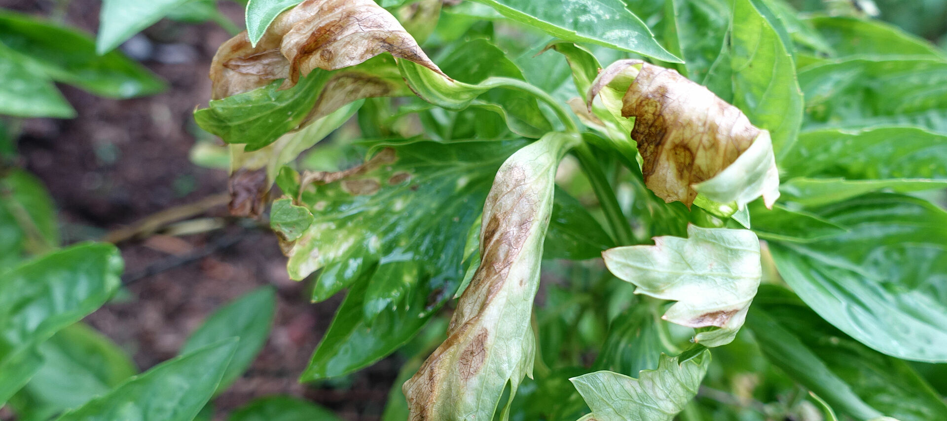 Early blight - Prevention, Control and Damage