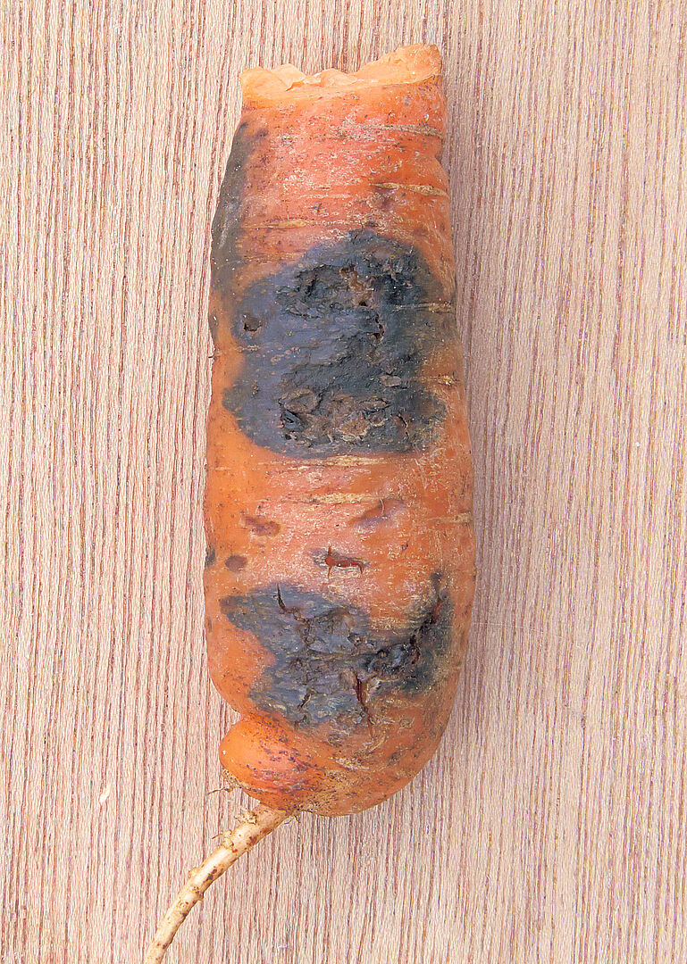 mangled carrot