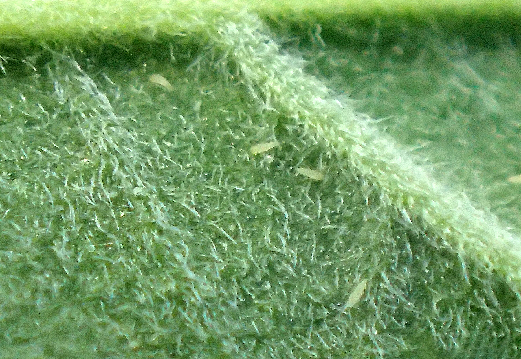 Hemp russet mite - Biocontrol, Damage and Life Cycle