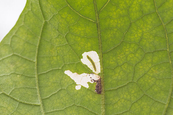 tomato leaf miner