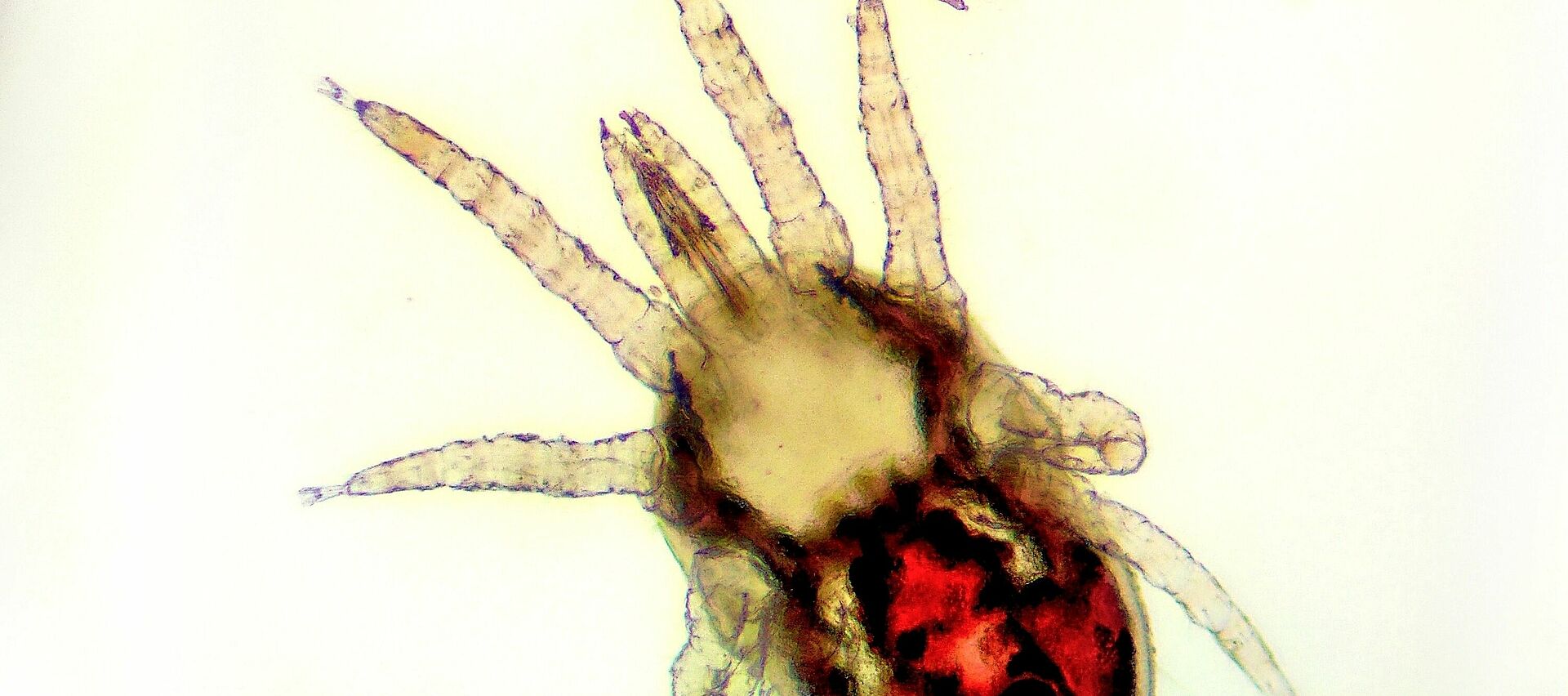 Poultry red mite - Biocontrol, Damage and Life Cycle