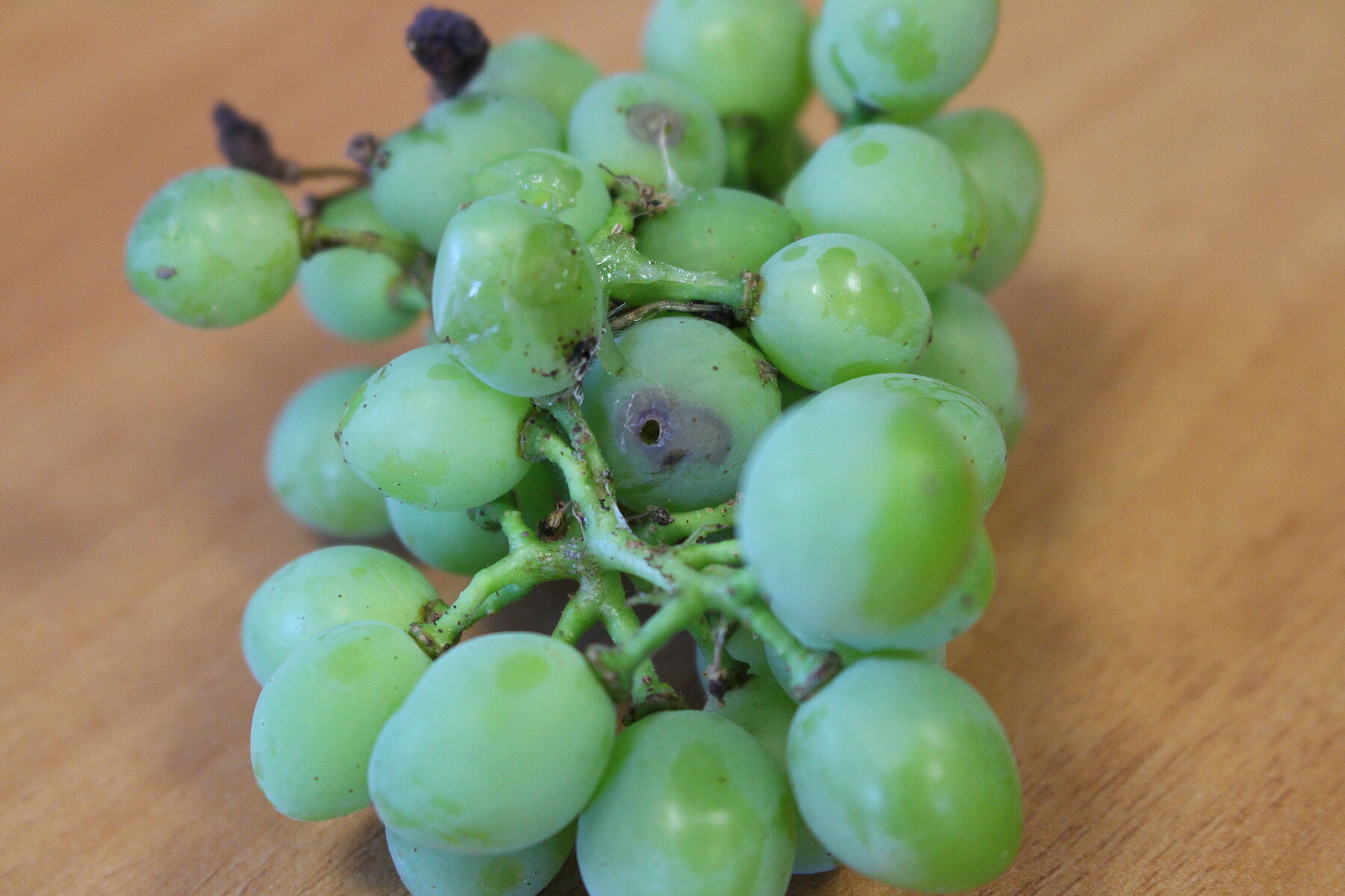 European vine moth - Biocontrol, Damage and Life Cycle