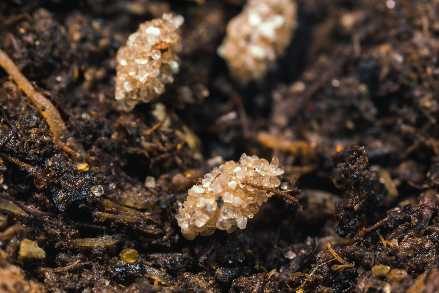 Aphidoletes aphidimyza - Predatory Gall Midge for Aphid Control