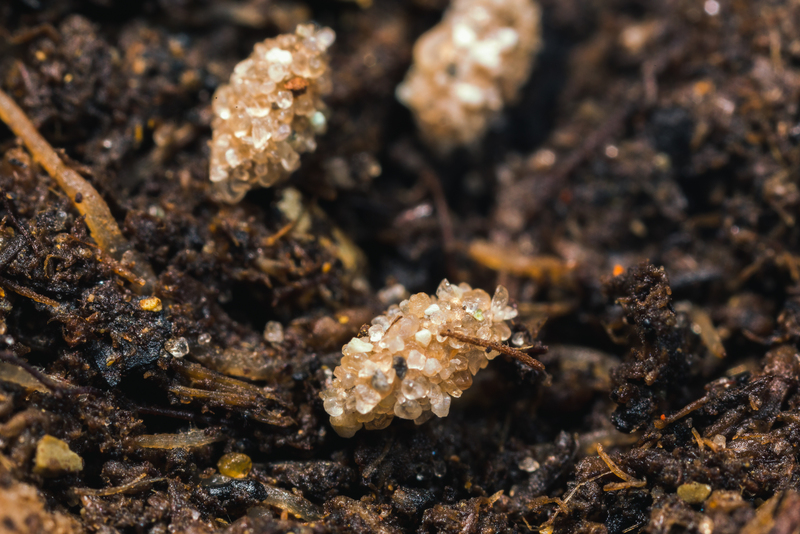 Aphidoletes aphidimyza - Predatory Gall Midge for Aphid Control
