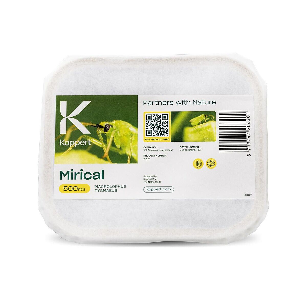 Mirical | Pest Control | Predatory Bugs (Macrolophus pygmaeus)